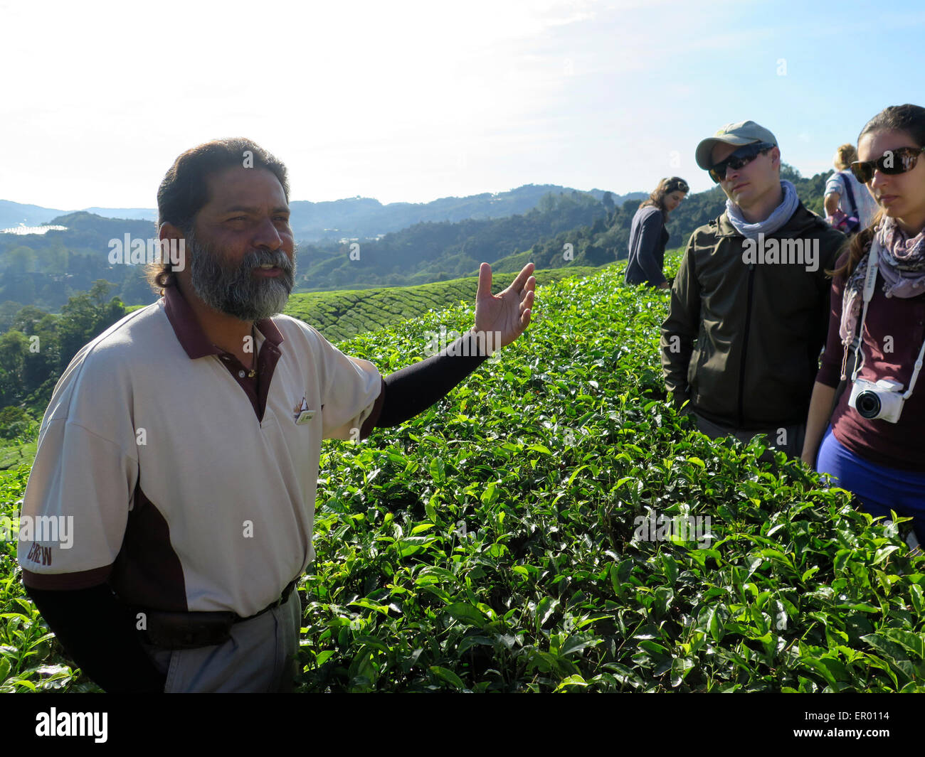Guided tea plantation tour, Cameron Highlands, Pahang, Malaysia, Asia ...