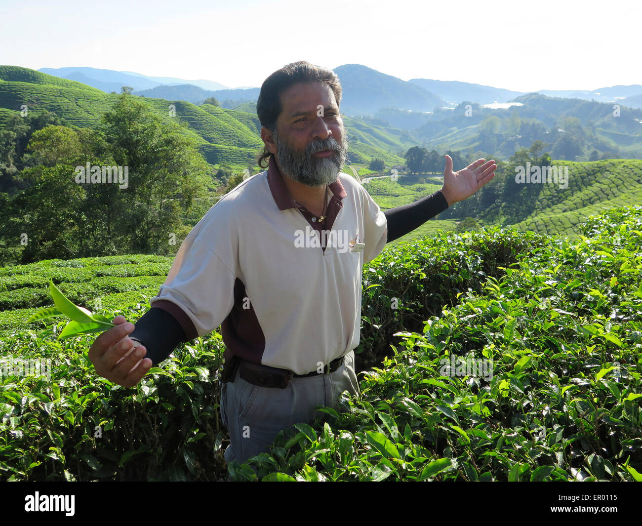 Guided tea plantation tour, Cameron Highlands, Pahang, Malaysia, Asia ...