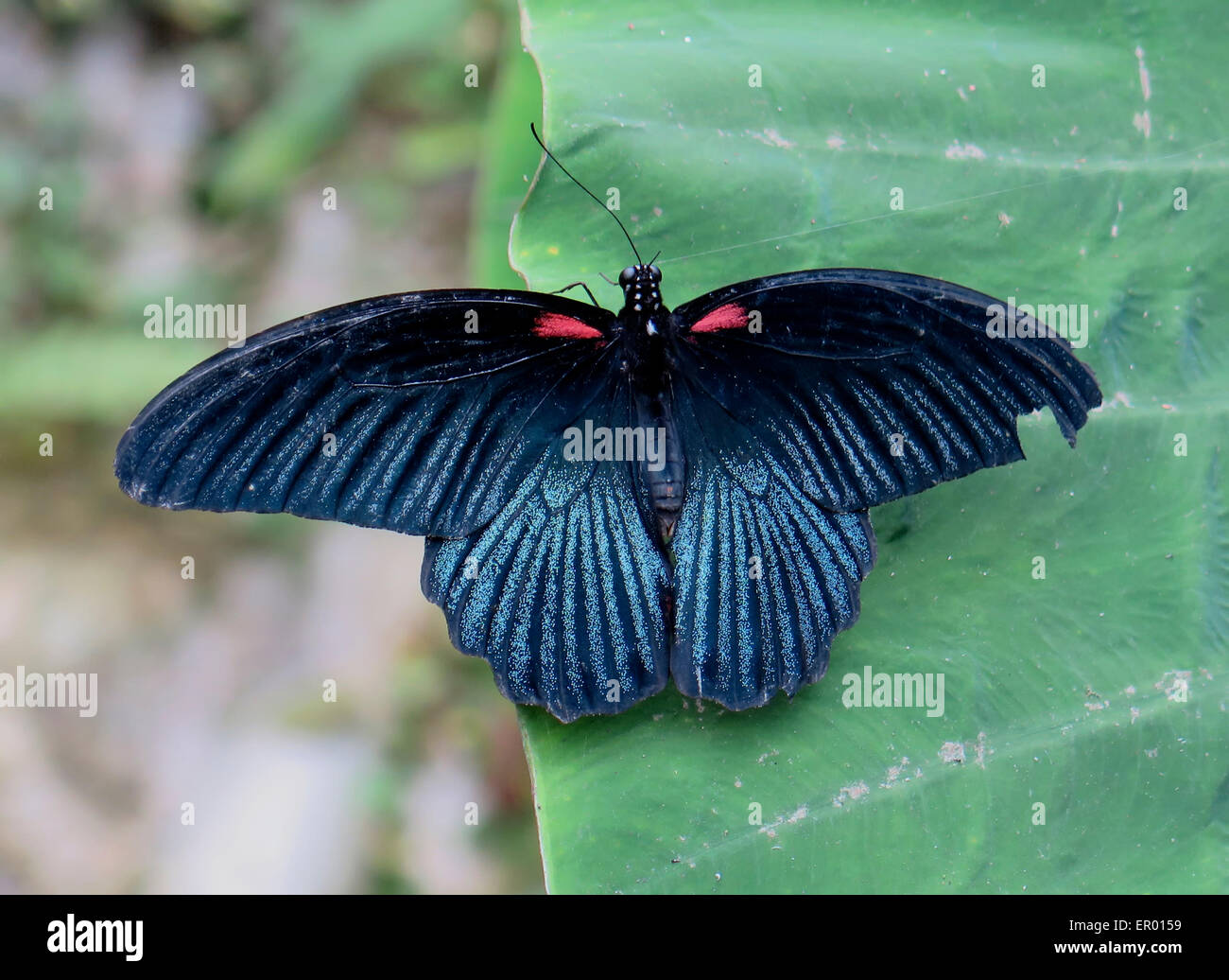 Butterflies at Cameron Highlands, Pahang, Malaysia, Asia Stock Photo ...