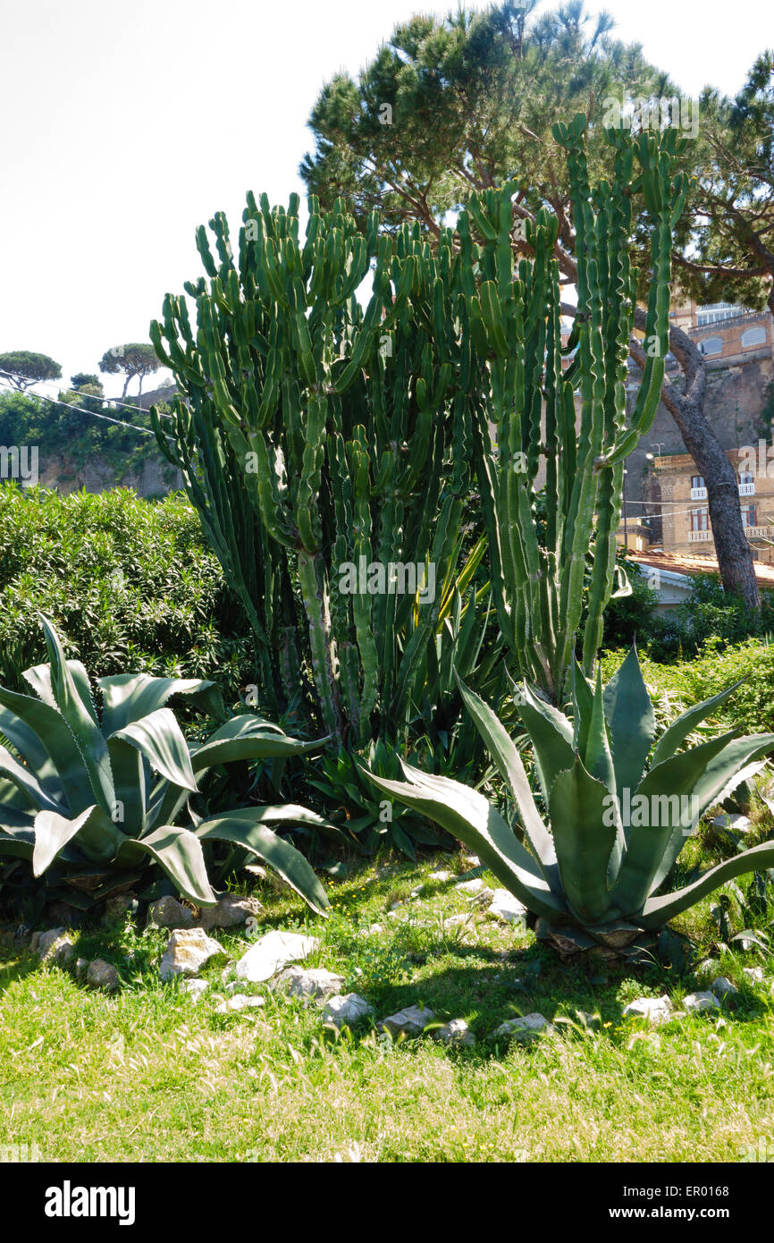 Grass and cactus hi-res stock photography and images - Alamy