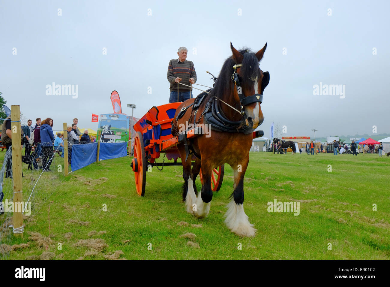 Draft Horse Show Stock Photos & Draft Horse Show Stock Images - Alamy