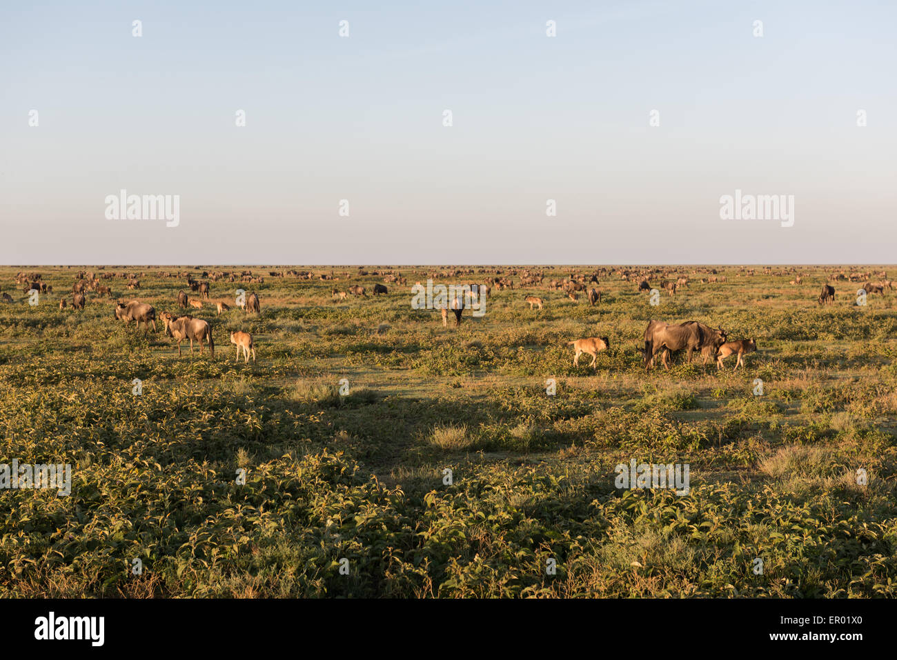 Tanzania ndutu africa wildebeest hi-res stock photography and images ...