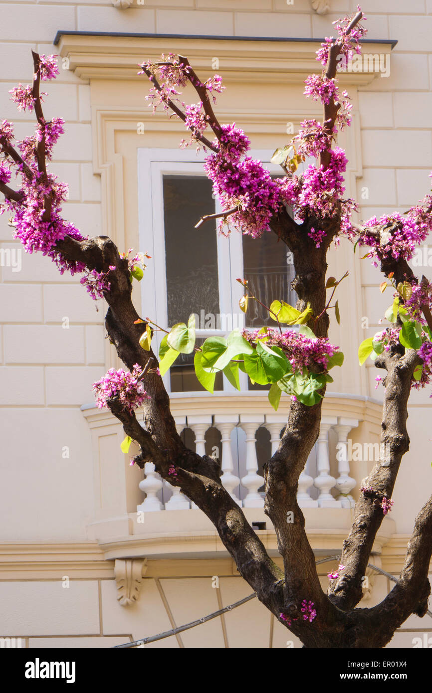 Almond tree trunk hi-res stock photography and images - Alamy