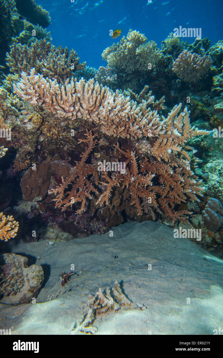 Red sea coral reef Stock Photo - Alamy