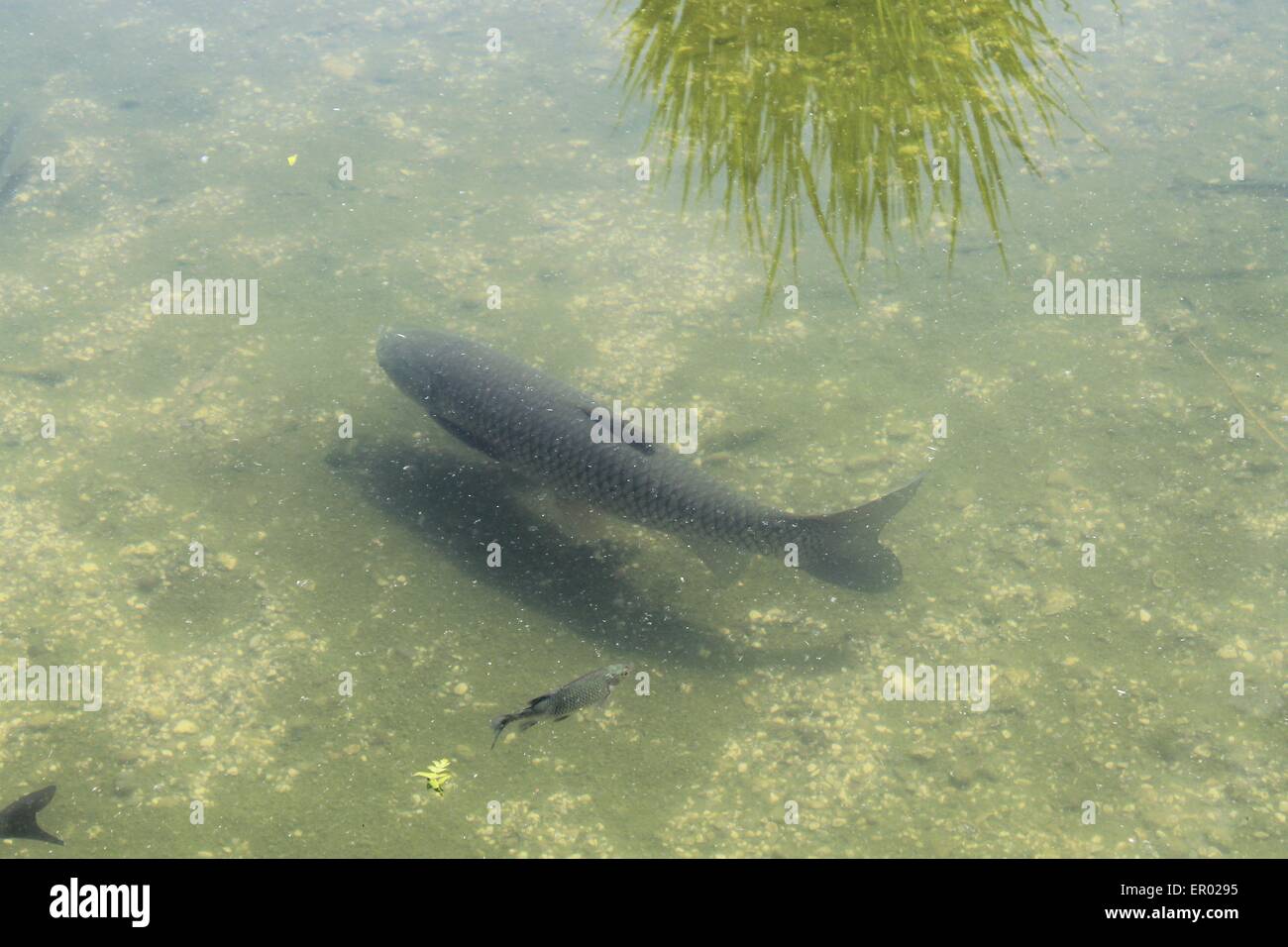 wild carp fish in pond Stock Photo - Alamy