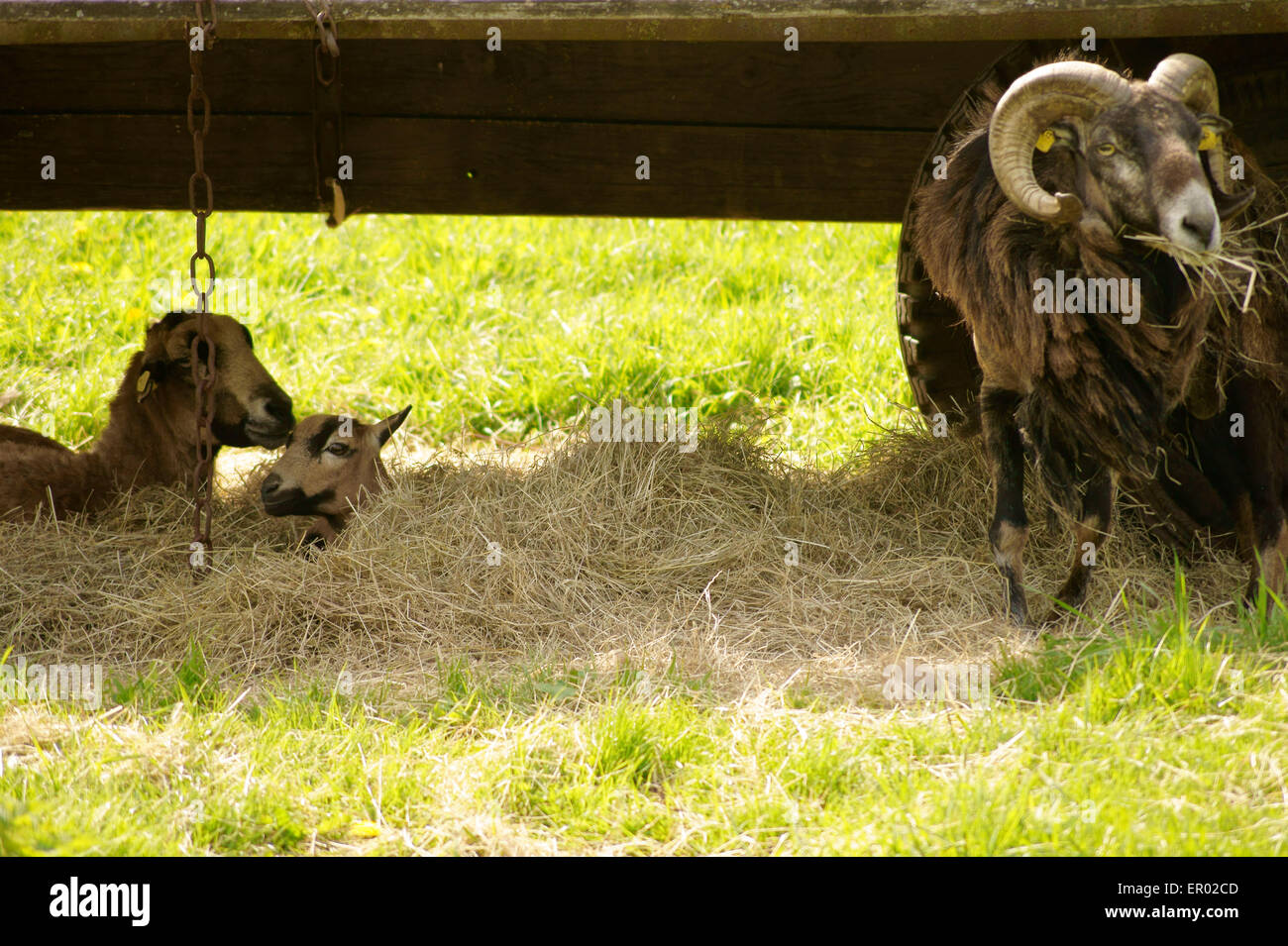 Family instinct hi-res stock photography and images - Alamy