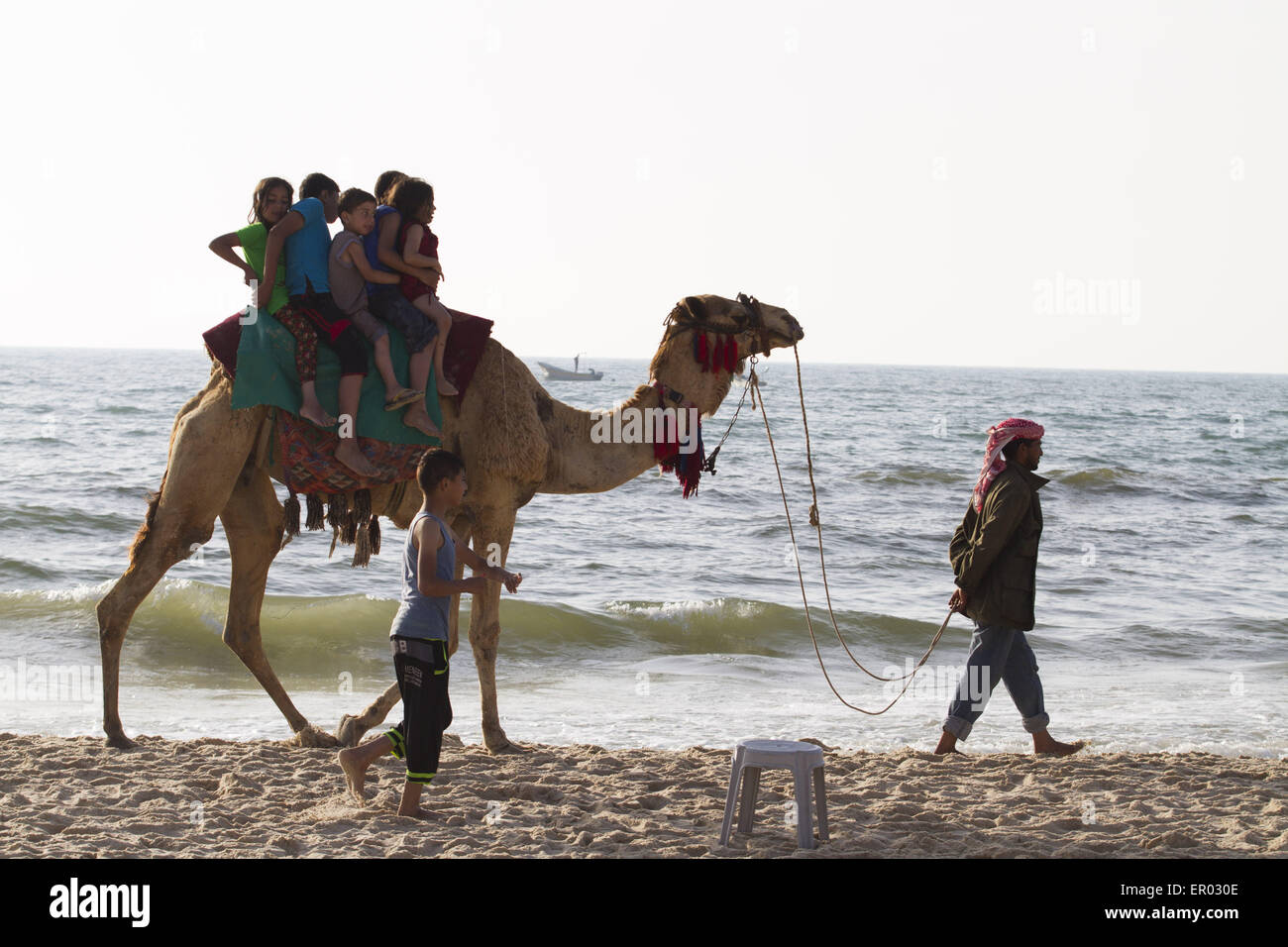 Gaza City, The Gaza Strip, Palestine. 23rd May, 2015. Palestinian man rents his camel for short ...