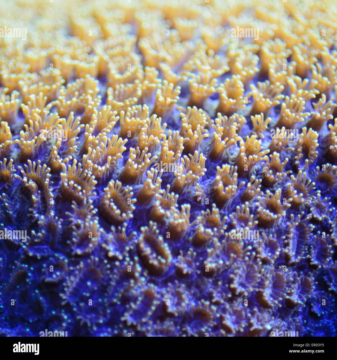 Coral blue hi-res stock photography and images - Alamy