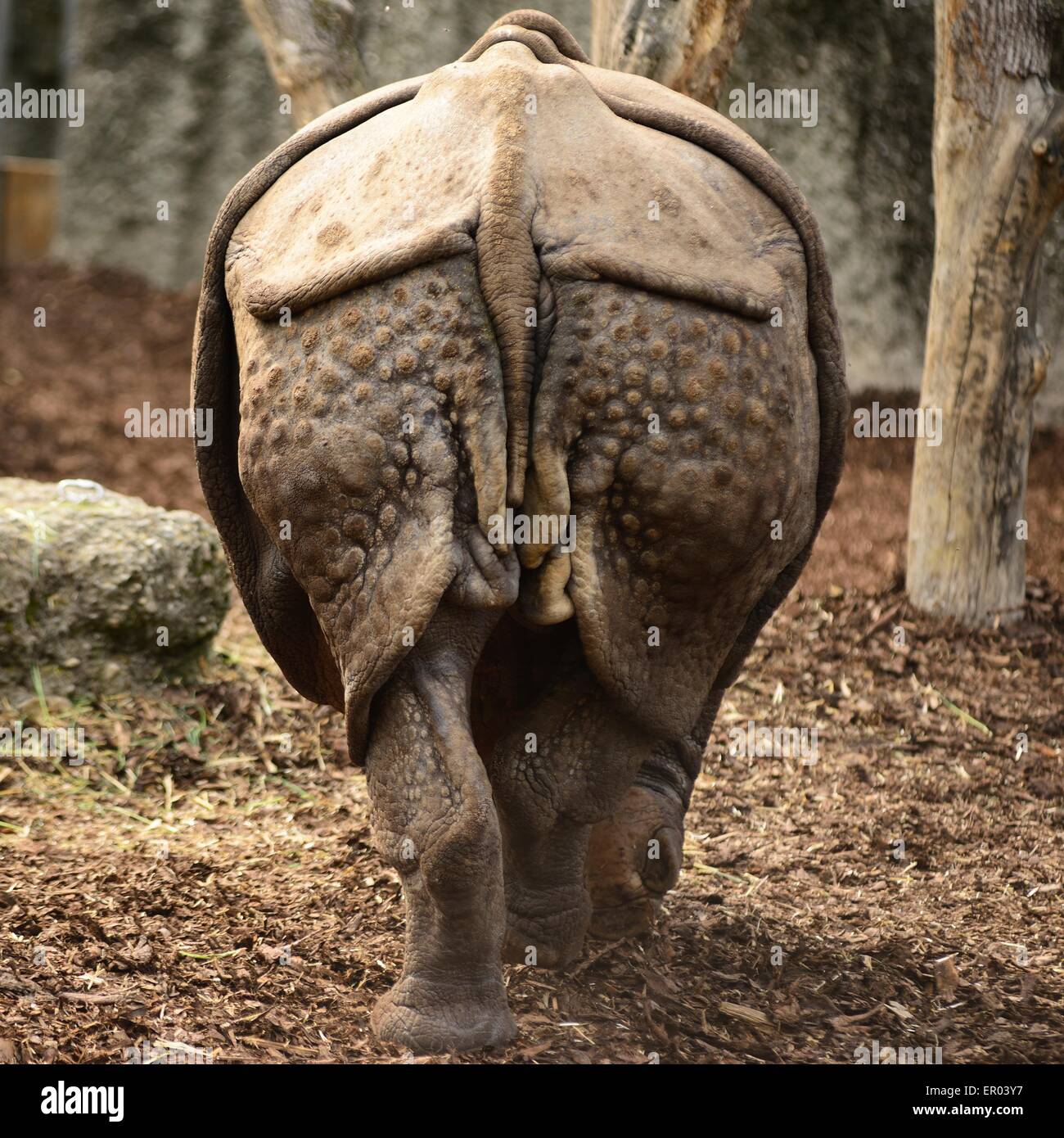 Back rear rearview hi-res stock photography and images - Alamy