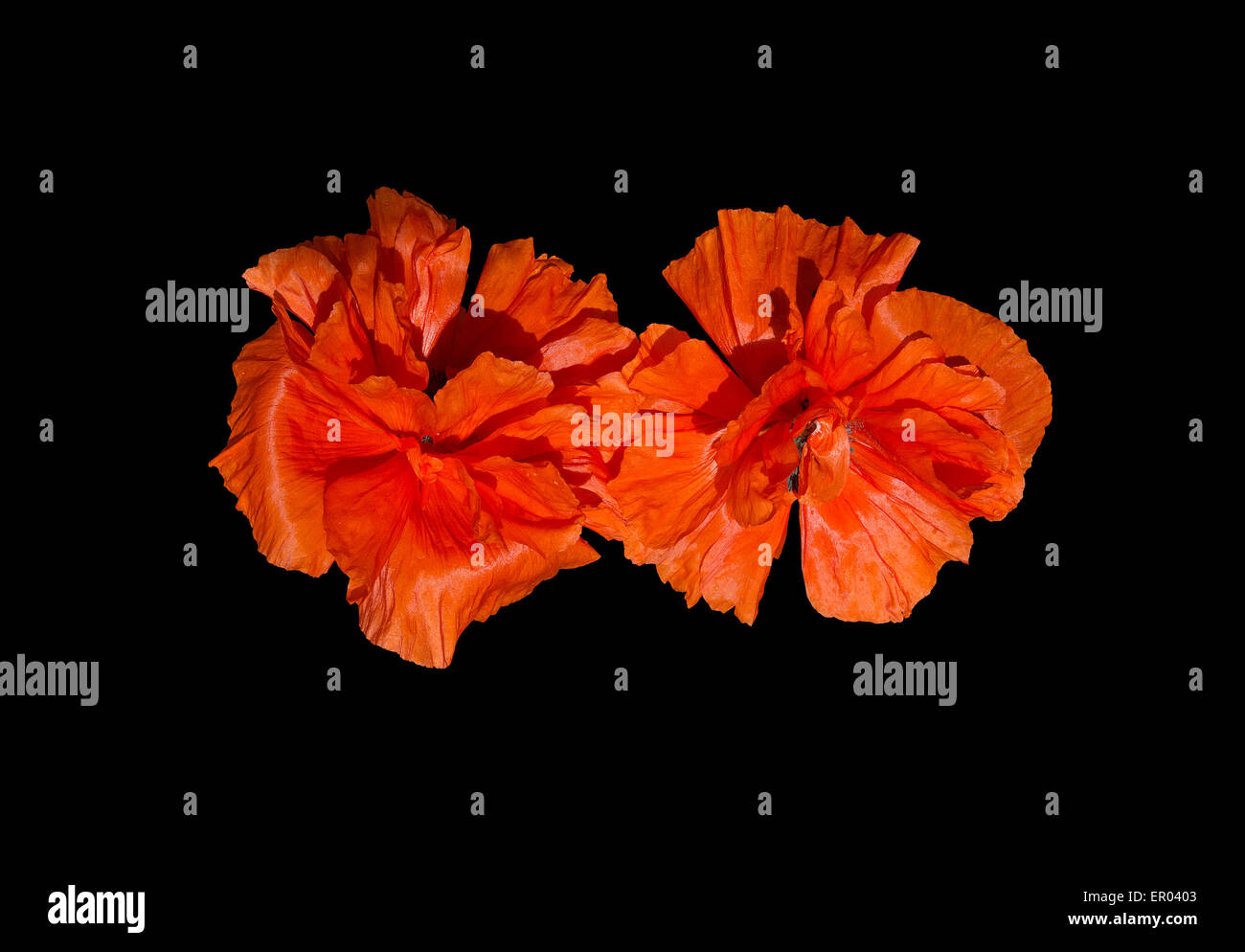 Exotic poppies intense orange color with raindrops isolated on black ...