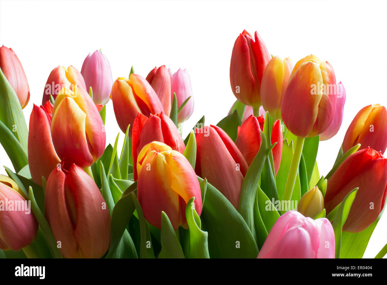 Clear Color tulips isolated on white Stock Photo - Alamy