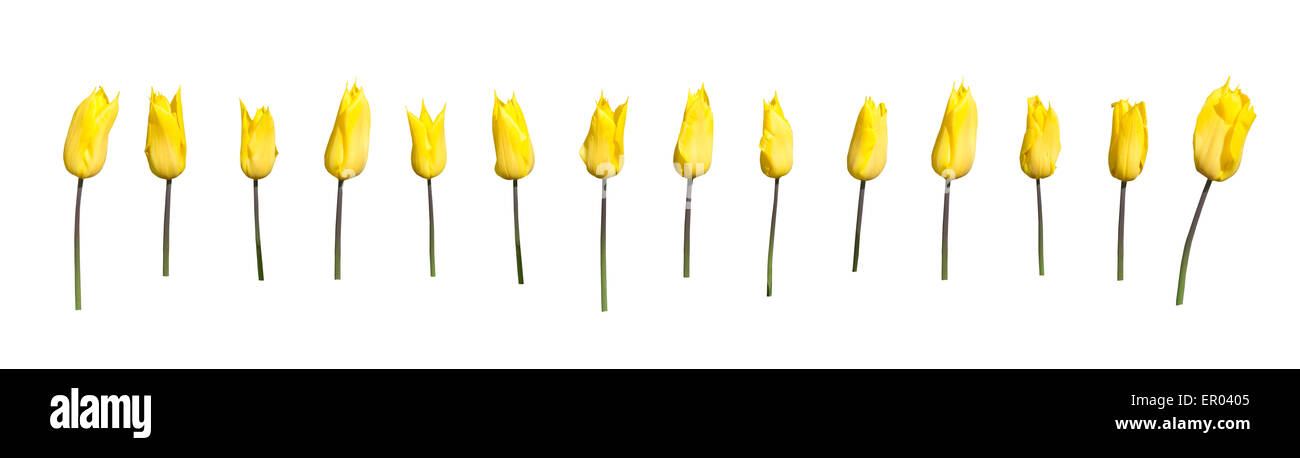 Yellow tulips margin design element arranged in rows isolated on white ...