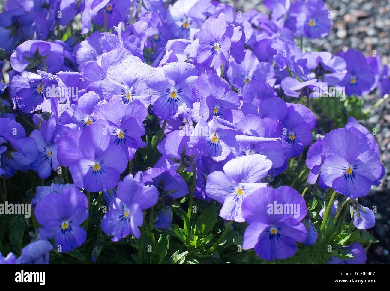 Sweet purple violet flowers (Viola cornuta) closeup full frame in ...