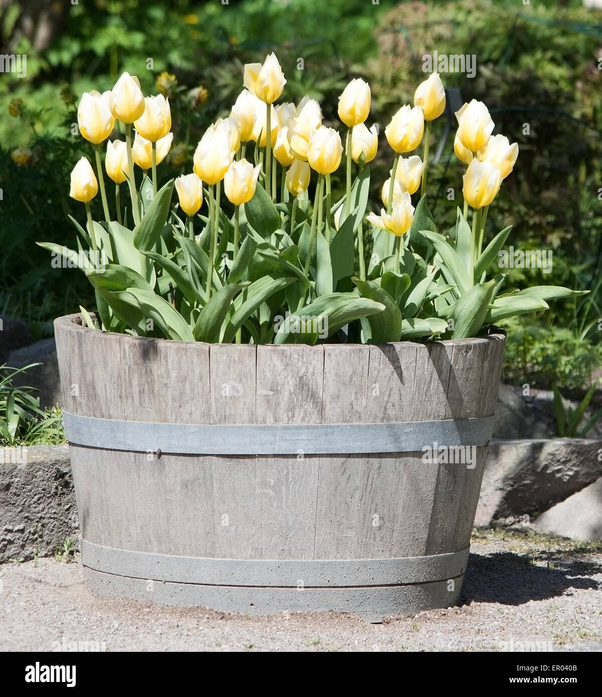 Yellow flowers in pot outdoors hi-res stock photography and images - Alamy