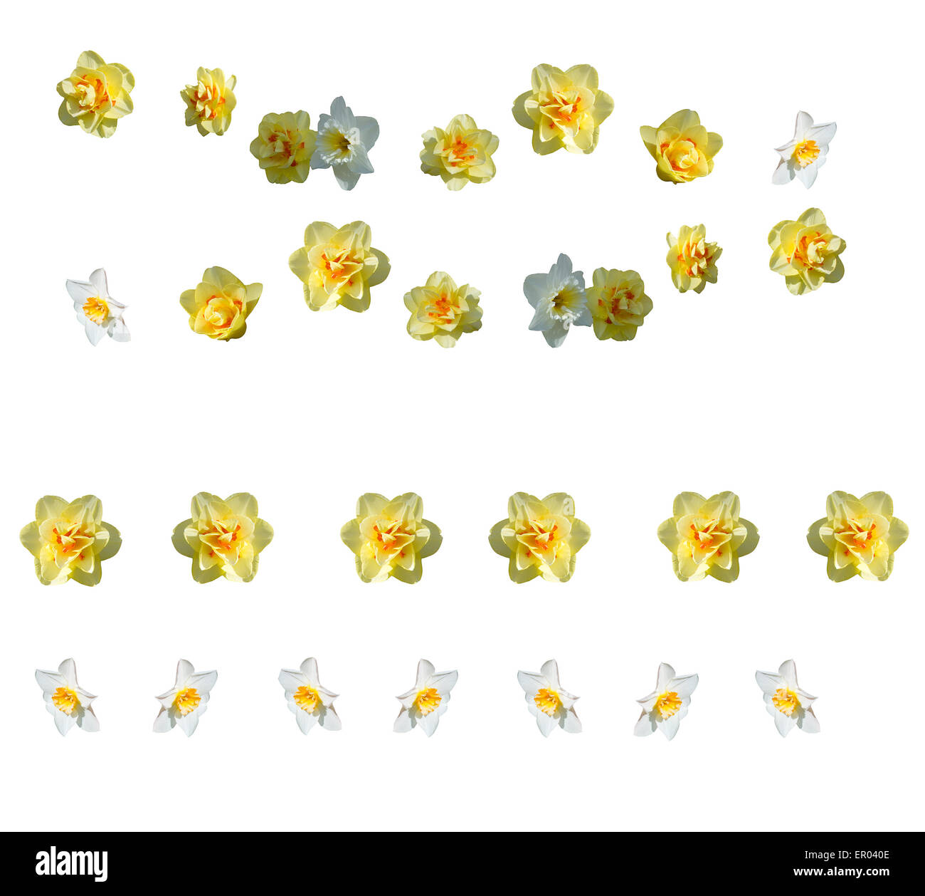 Yellow daffodils design elements, margins isolated on white Stock Photo ...