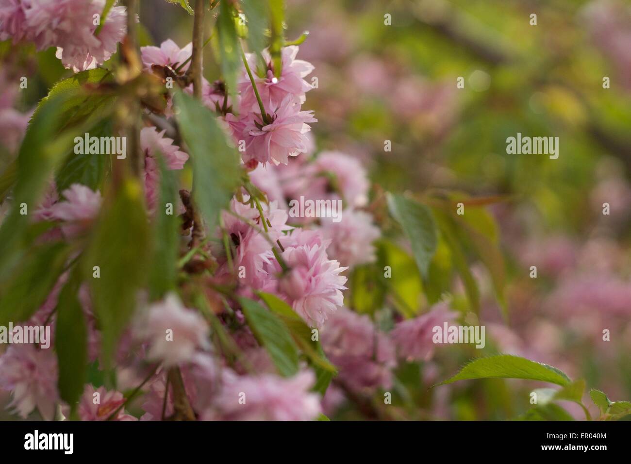 Pink leaves tree hi-res stock photography and images - Alamy