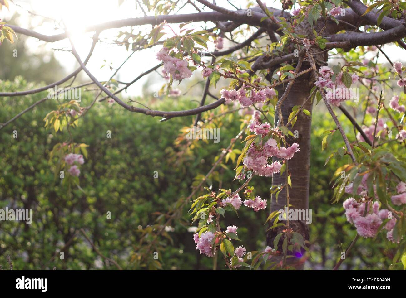 Pink flowers on a beautiful tree Stock Photo - Alamy