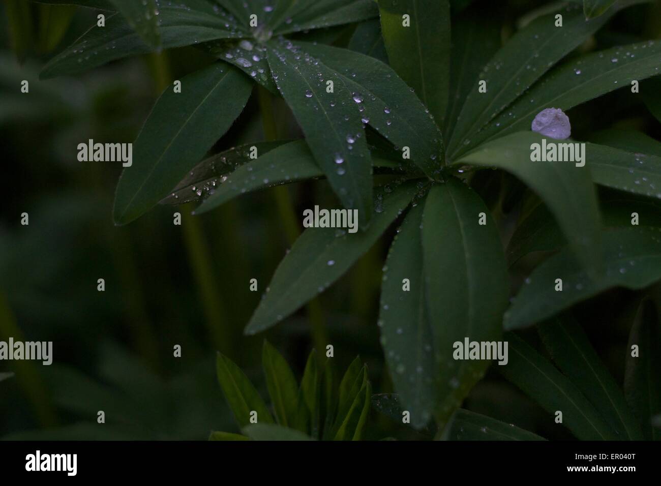 Wet leaves hi-res stock photography and images - Alamy