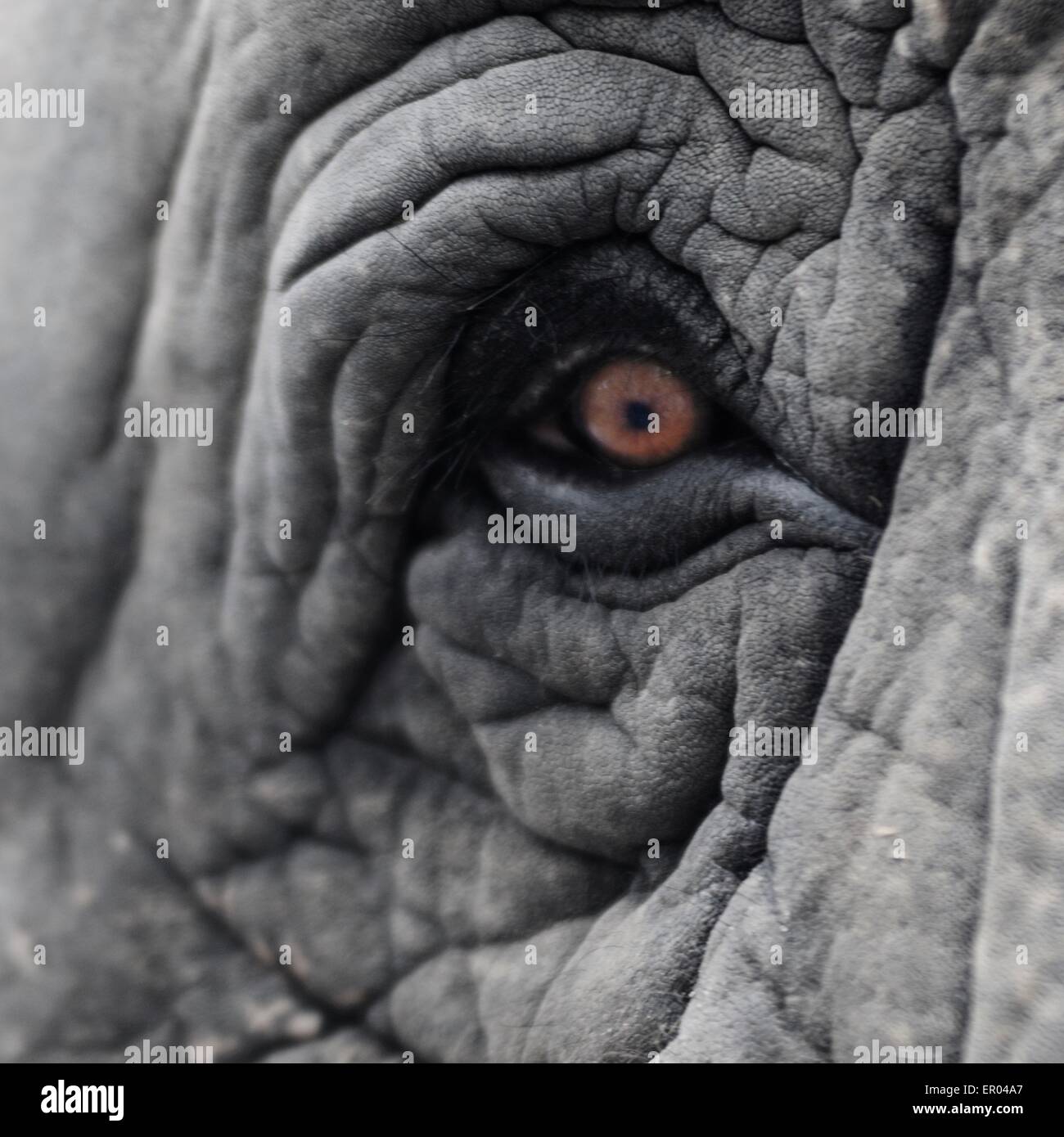Elephant macro hi-res stock photography and images - Alamy