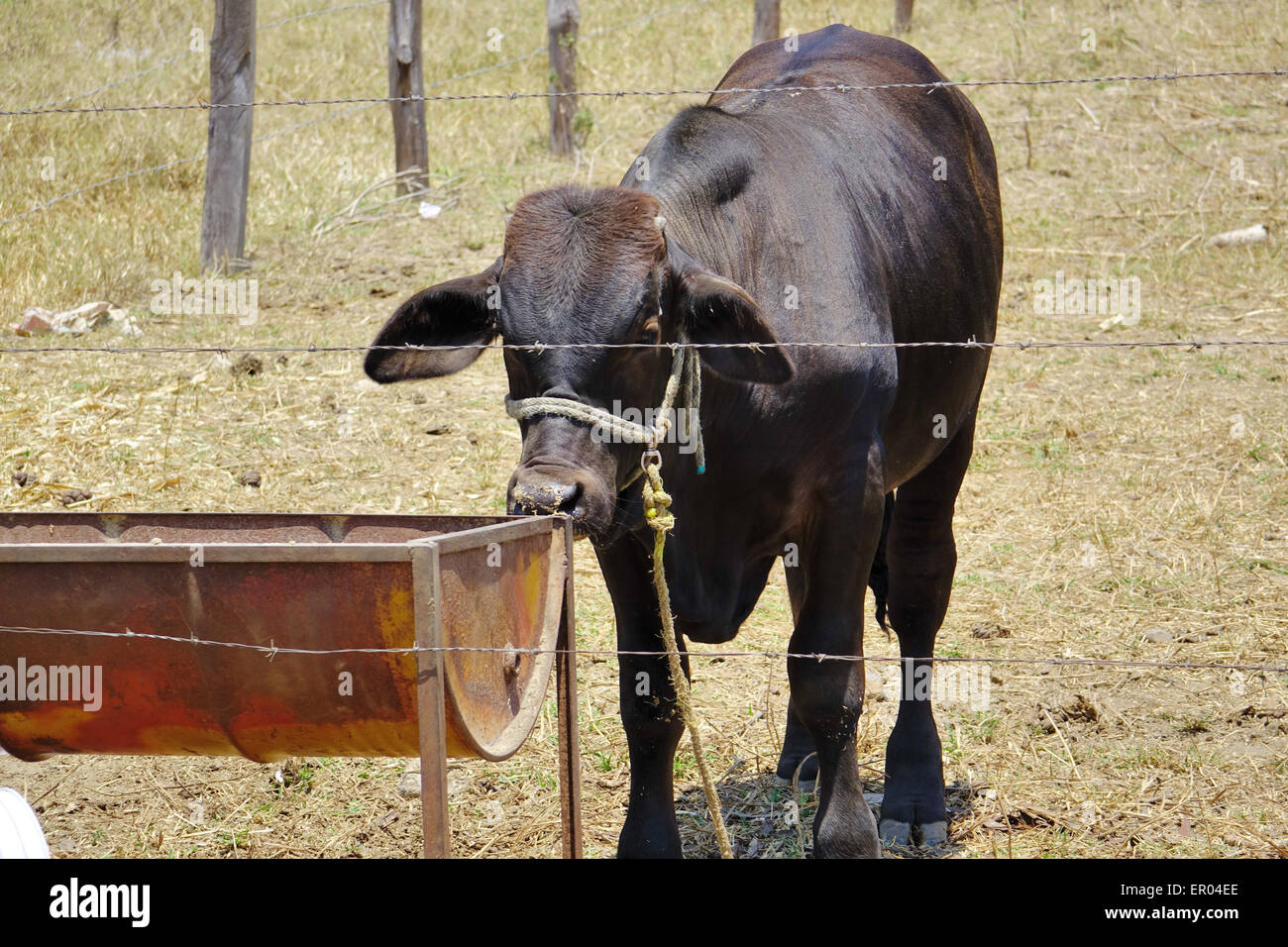 Grazing cow behind barbed wire, farm, El Tuito, Mexico Stock Photo - Alamy