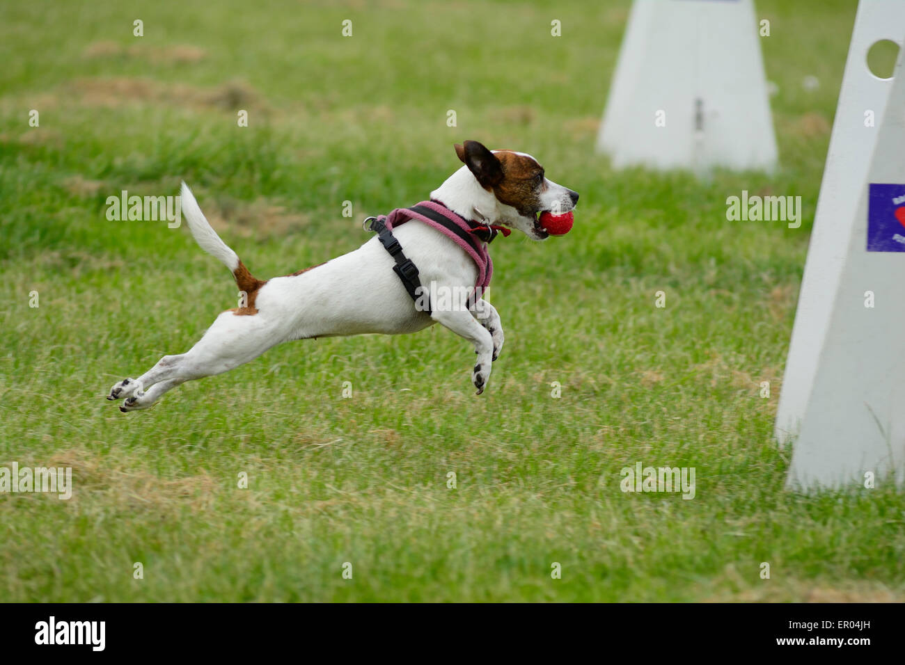 Jack Russel dog leaping with ball in competition at the Hertfordshire ...