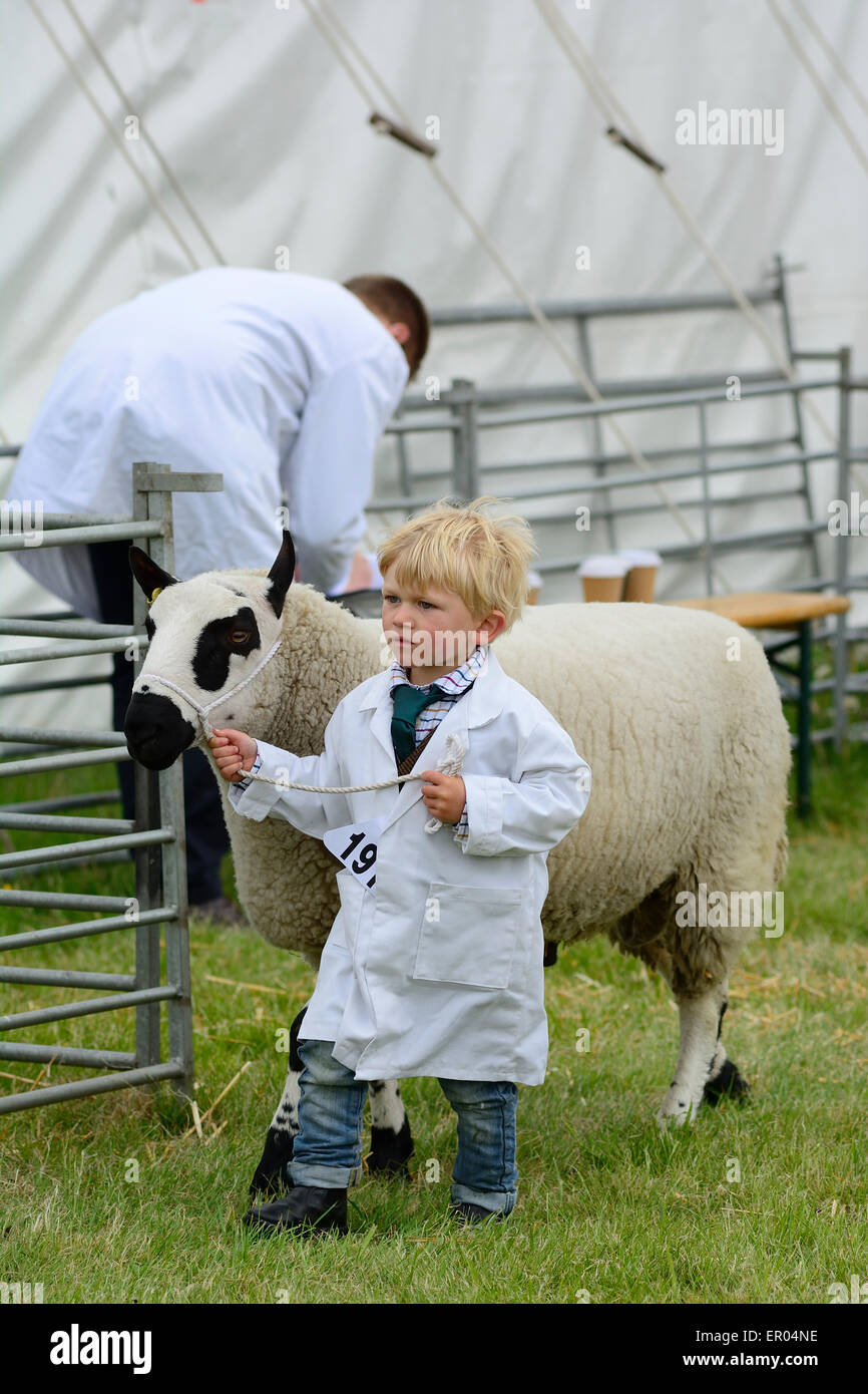 cute shepherd boy walking with large sheep Stock Photo - Alamy