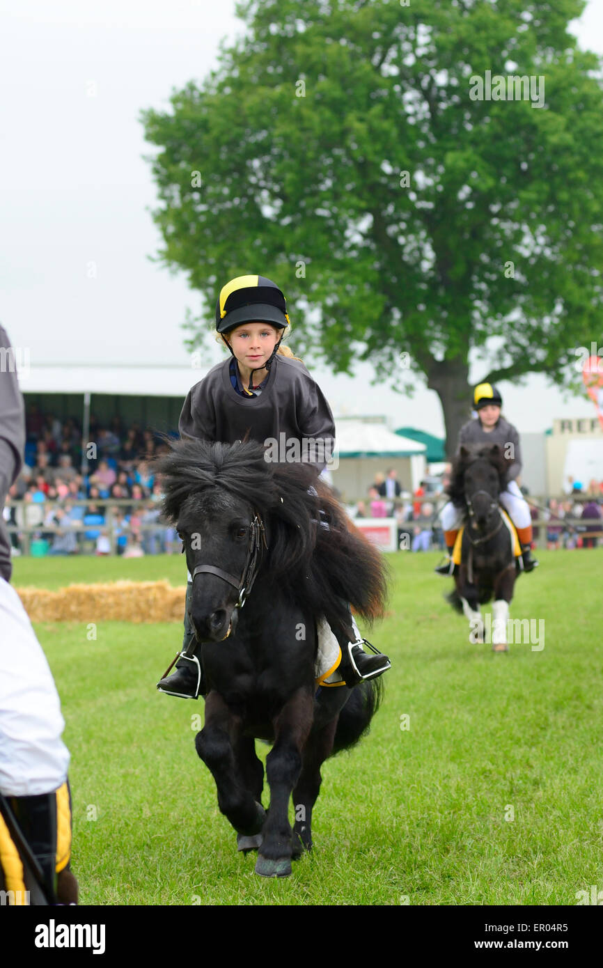 Shetland Pony racing at Hertfordshire County show Stock Photo - Alamy