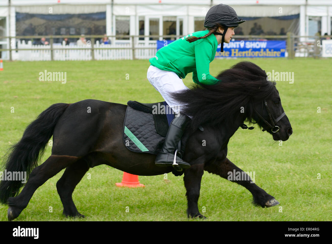 Shetland Pony racing at Hertfordshire County show Stock Photo - Alamy