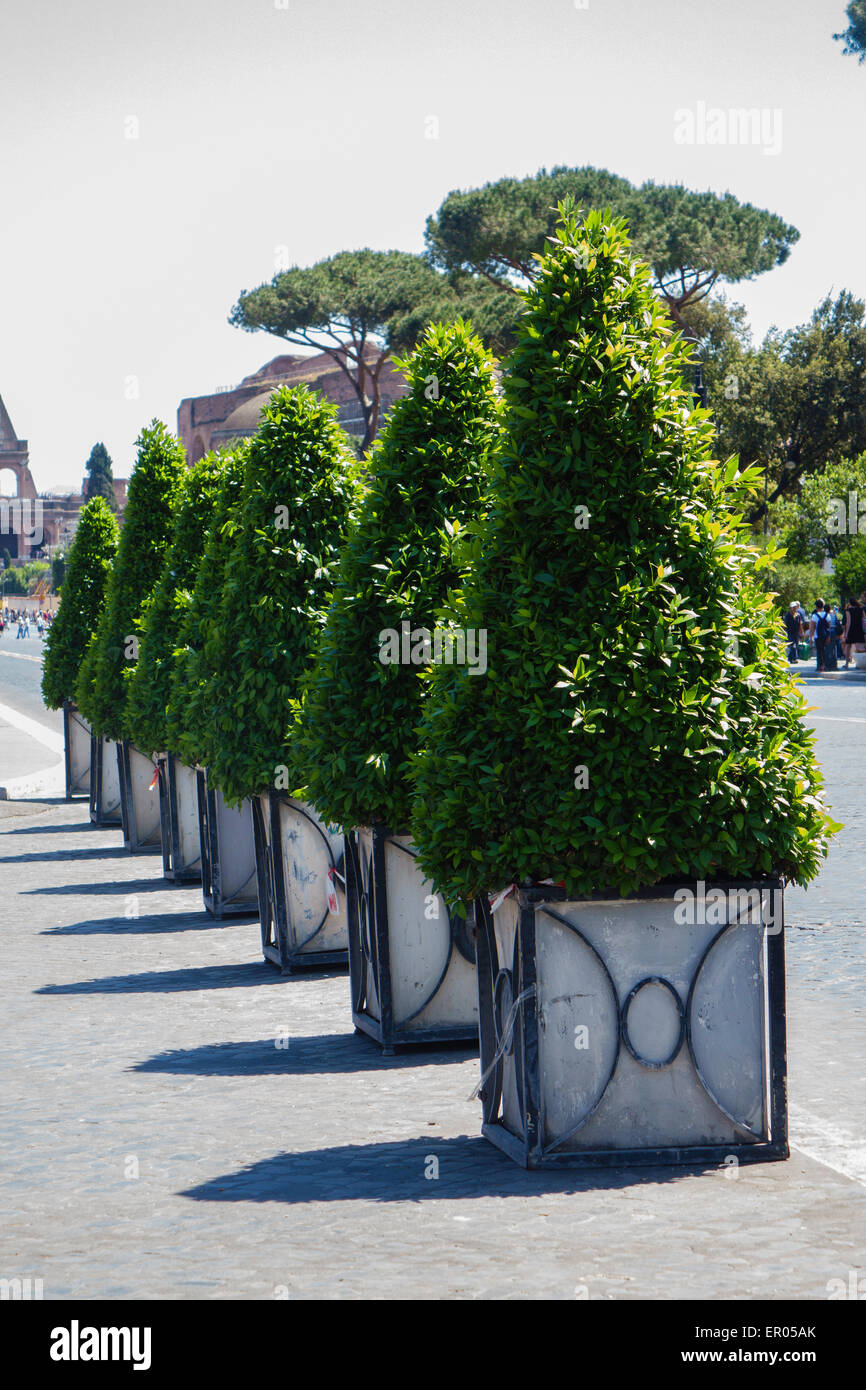 Trees in pots hi-res stock photography and images - Alamy