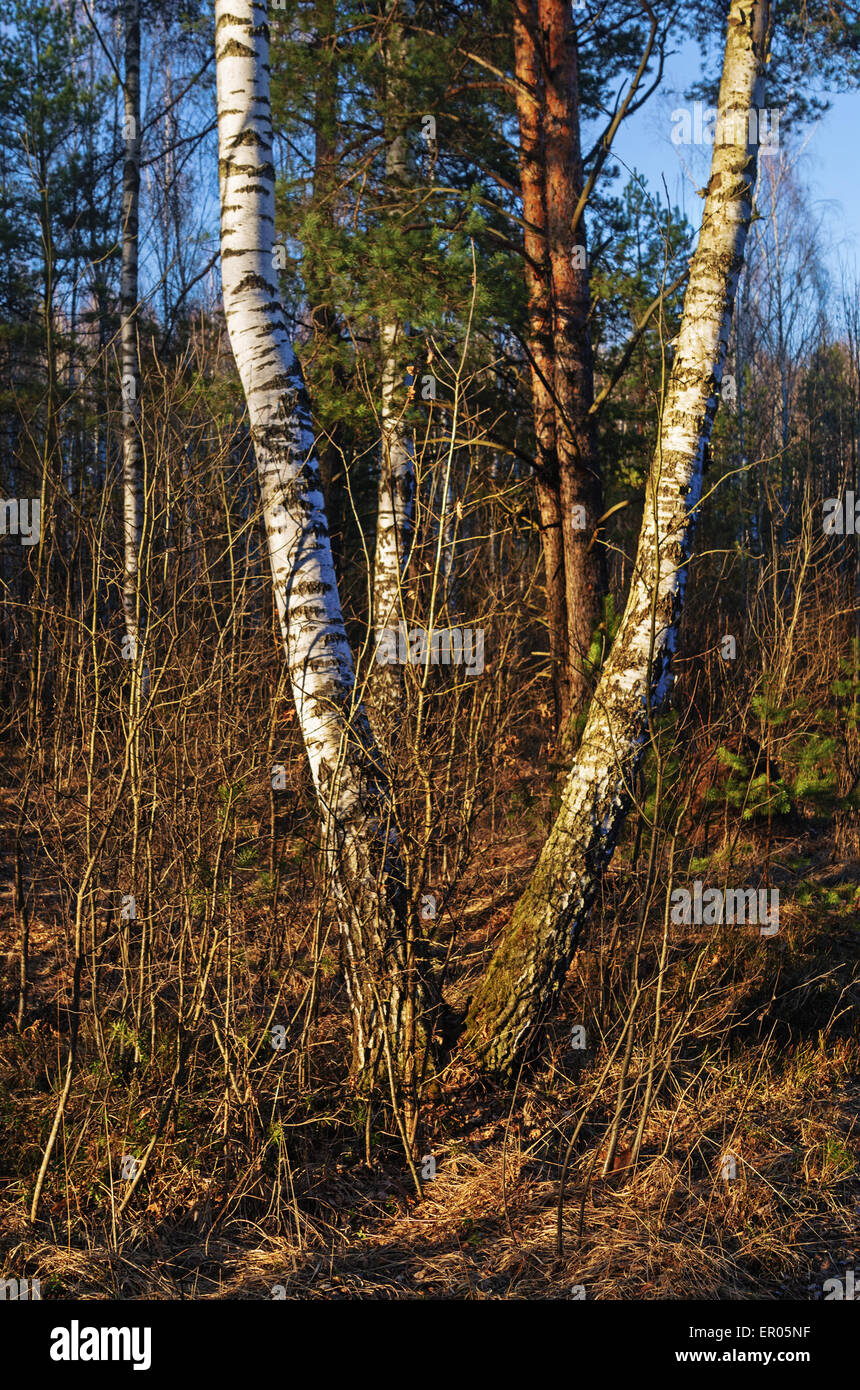 Spring forest landscape with two birches Stock Photo - Alamy