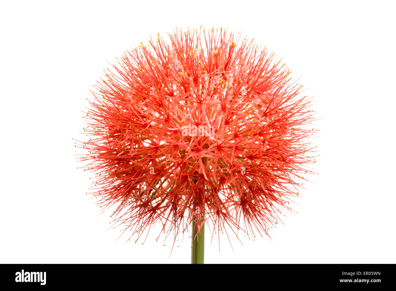 Blood flower hi-res stock photography and images - Alamy