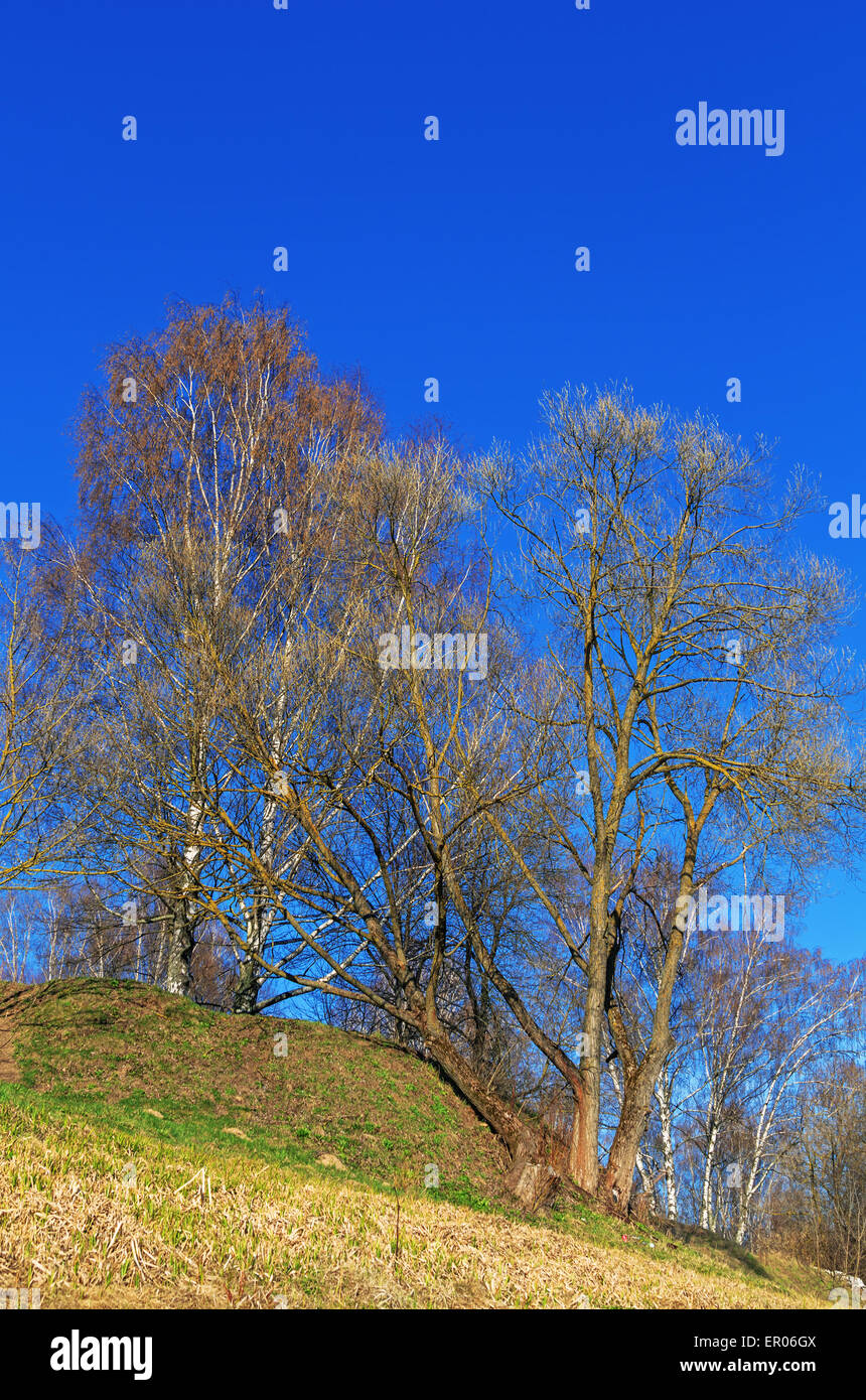 Spring landscape with trees without foliage Stock Photo - Alamy
