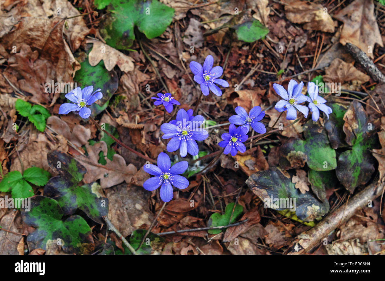 Spring flowers hepatica Stock Photo - Alamy