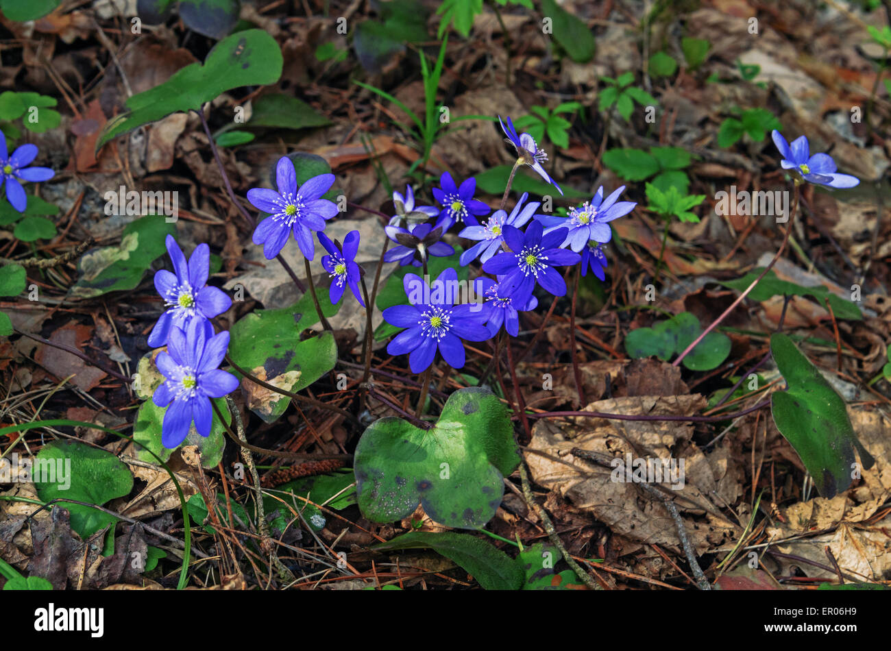Spring flowers hepatica Stock Photo - Alamy