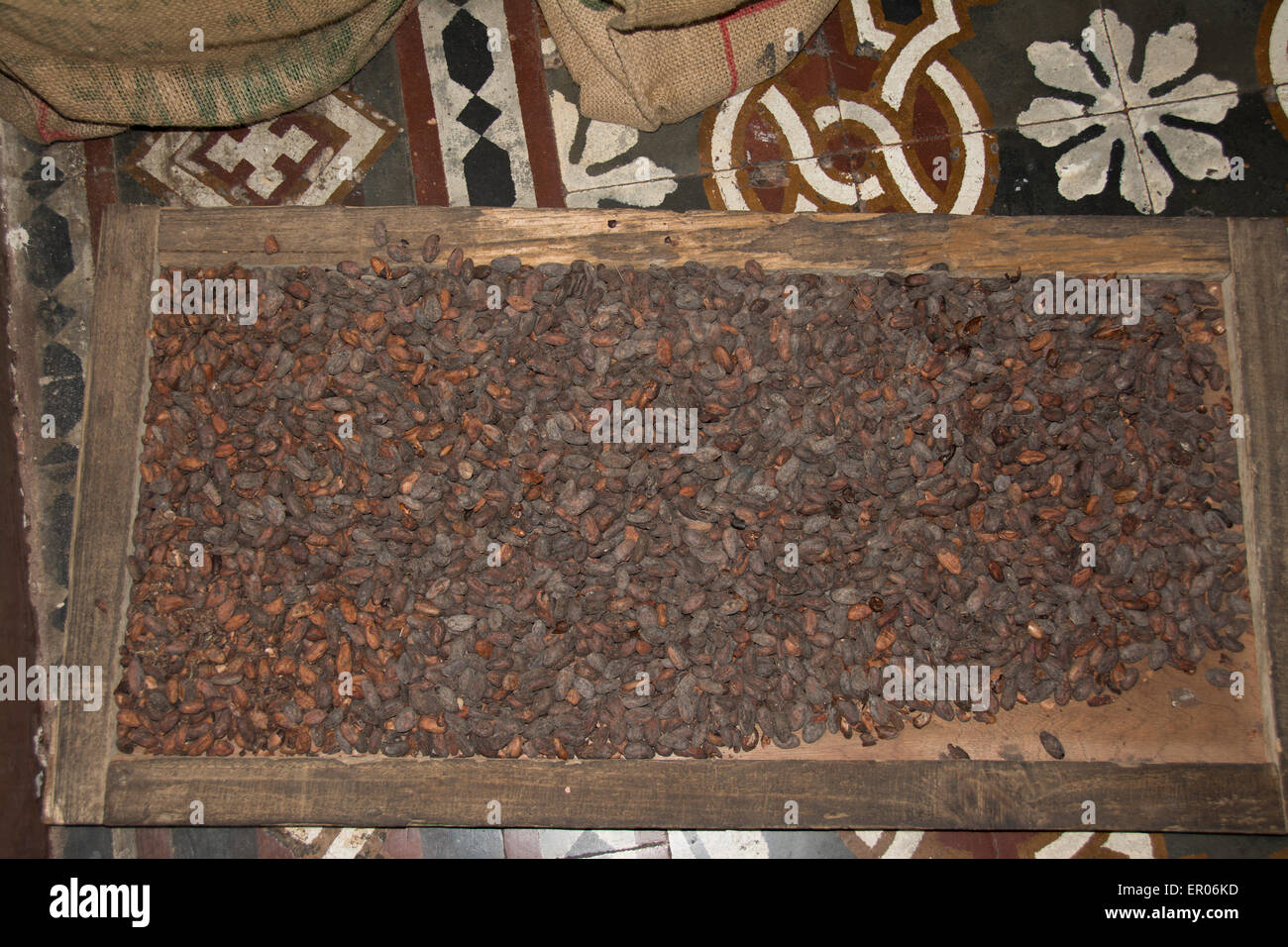 Cocoa beans at the Choco Museo or Chocolate Museum in Antigua Guatemala ...