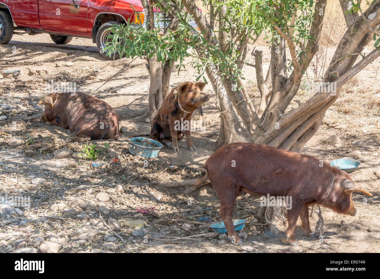 Domestic pigs tied up to trees in Guatemala. The scientific name is Sus ...