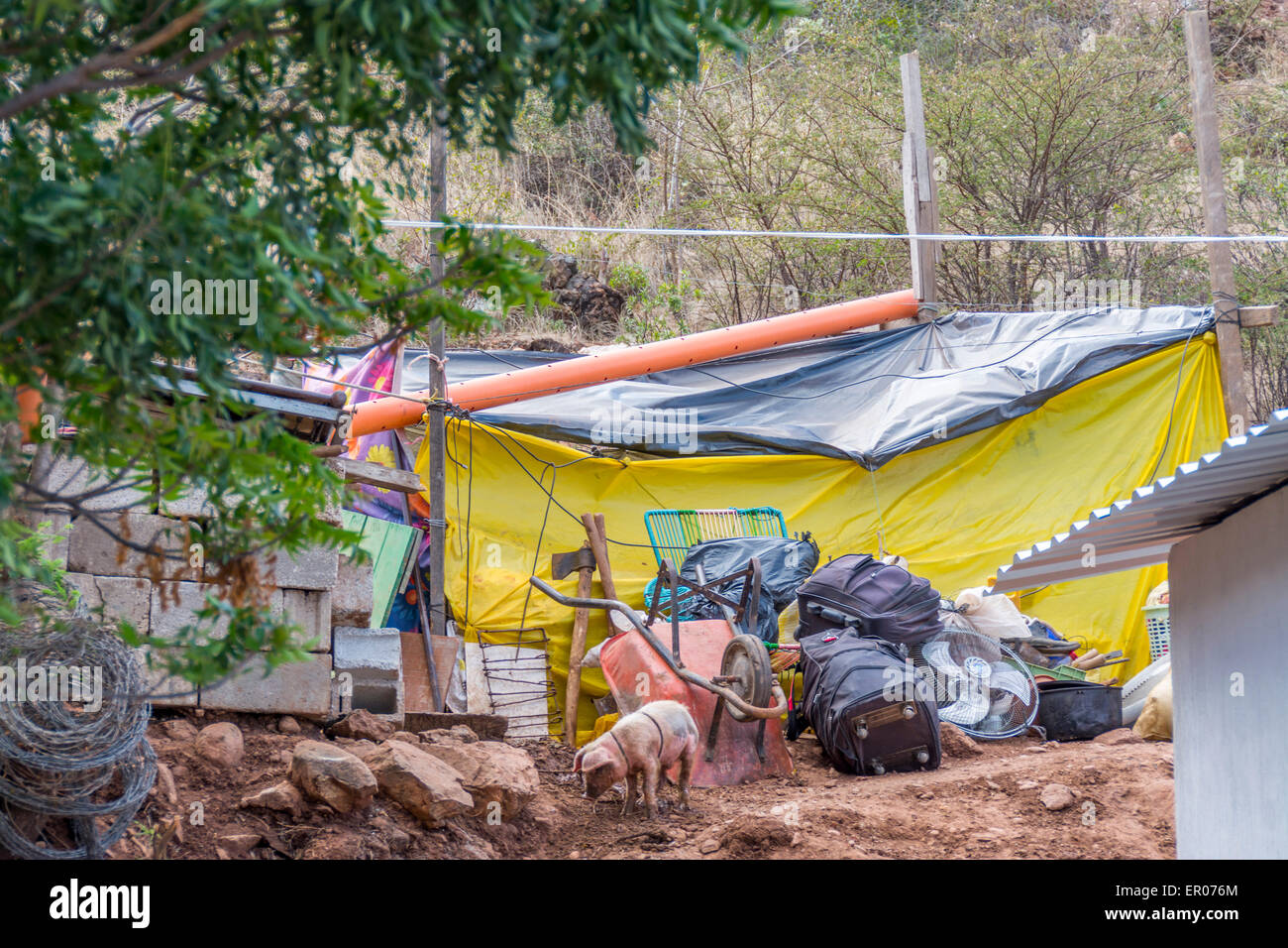 Poor family housing and pig in Guatemala Stock Photo - Alamy