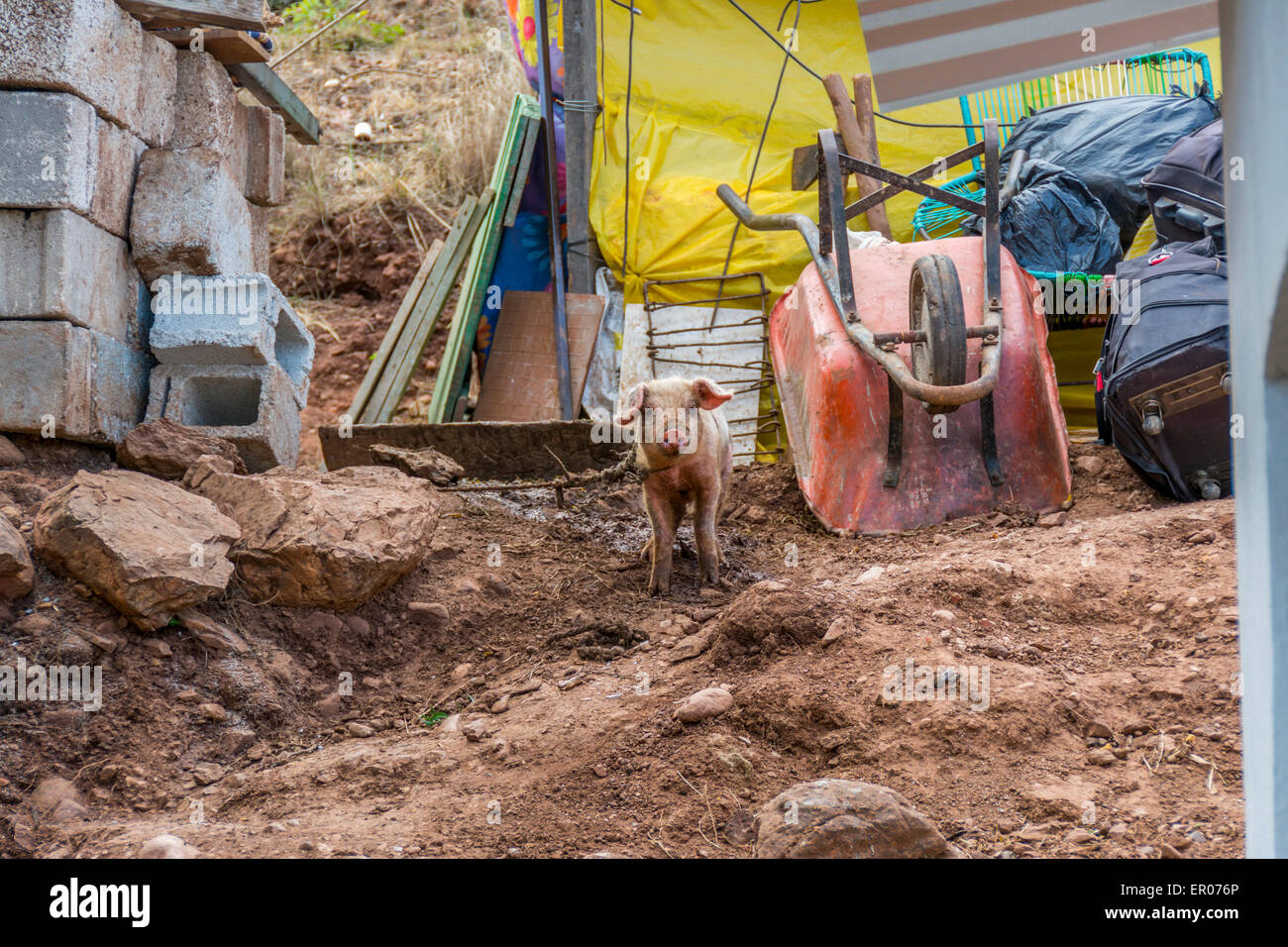 Poor family housing and pig in Guatemala Stock Photo - Alamy