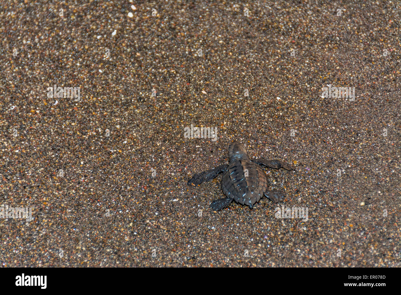 Pacific ridley sea turtle hi-res stock photography and images - Alamy