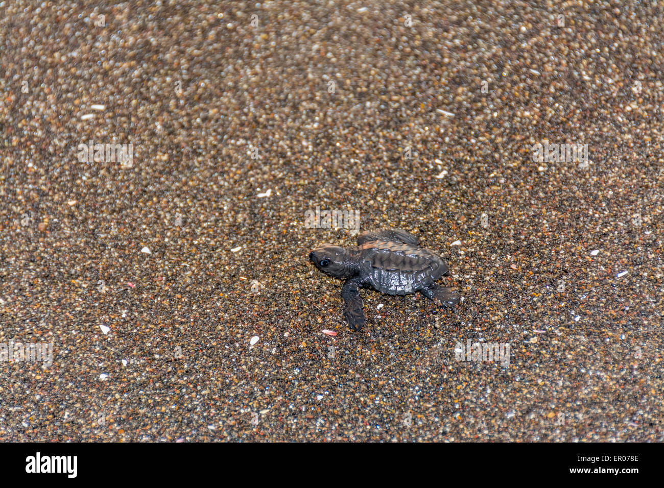 Olive Ridley Sea Turtle hatchling on its way to the Pacific ocean Stock ...