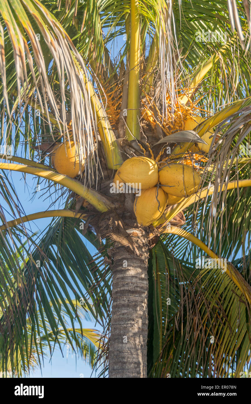 Ripe coconuts on a palm tree in Guatemala Stock Photo - Alamy Ripe coconuts on a palm tree in Guatemala Stock Photo - Alamy