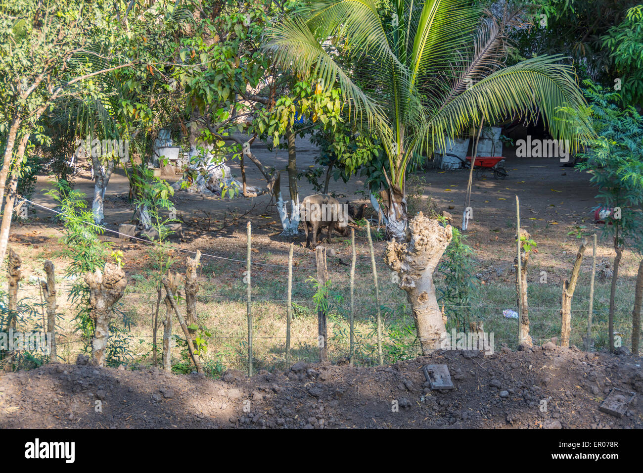 Pig tied to a tree in a yard in Guatemala Stock Photo - Alamy