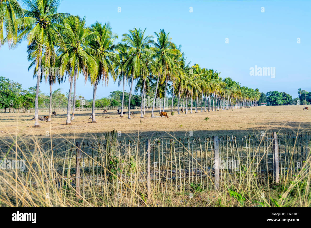 A line of coconut palm trees in a cattle pasture in Guatemala Stock ...
