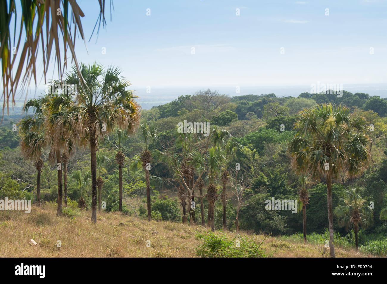 View from Guazacapan Guatemala looking toward the lowland Pacific coast ...