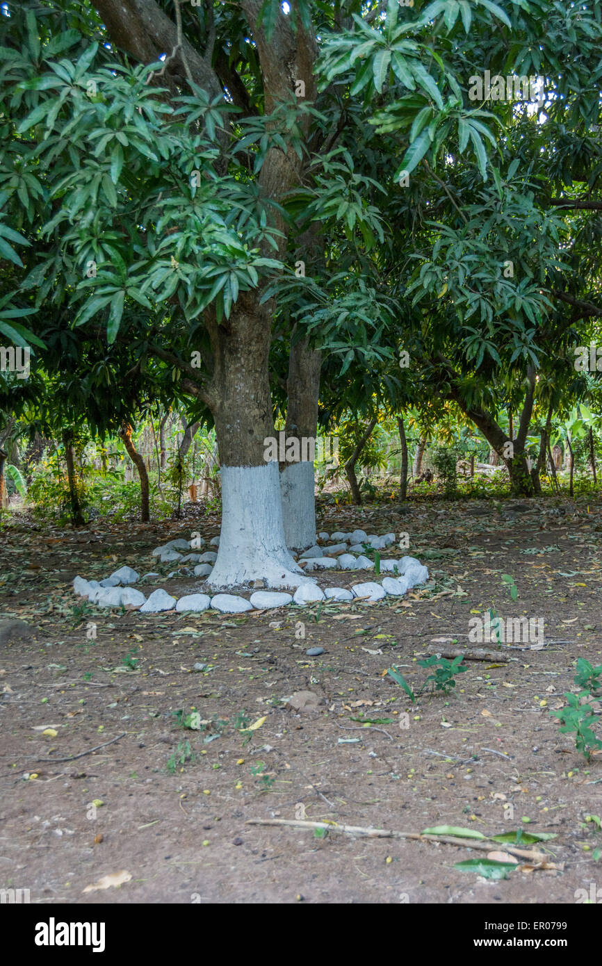 White washed mango trees in a yard. The scientific name for this tree ...