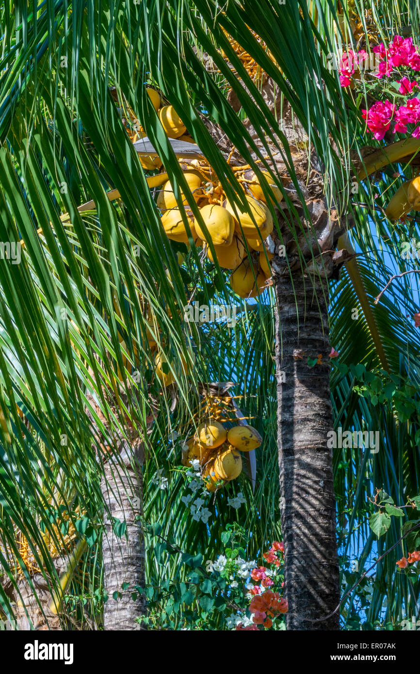Coconut Palm Tree in Guatemala Stock Photo - Alamy