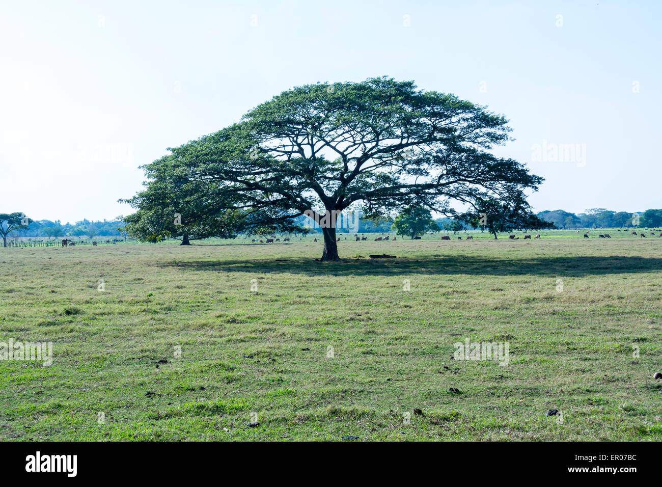 Rain tree in a field in southern Guatemala Stock Photo - Alamy