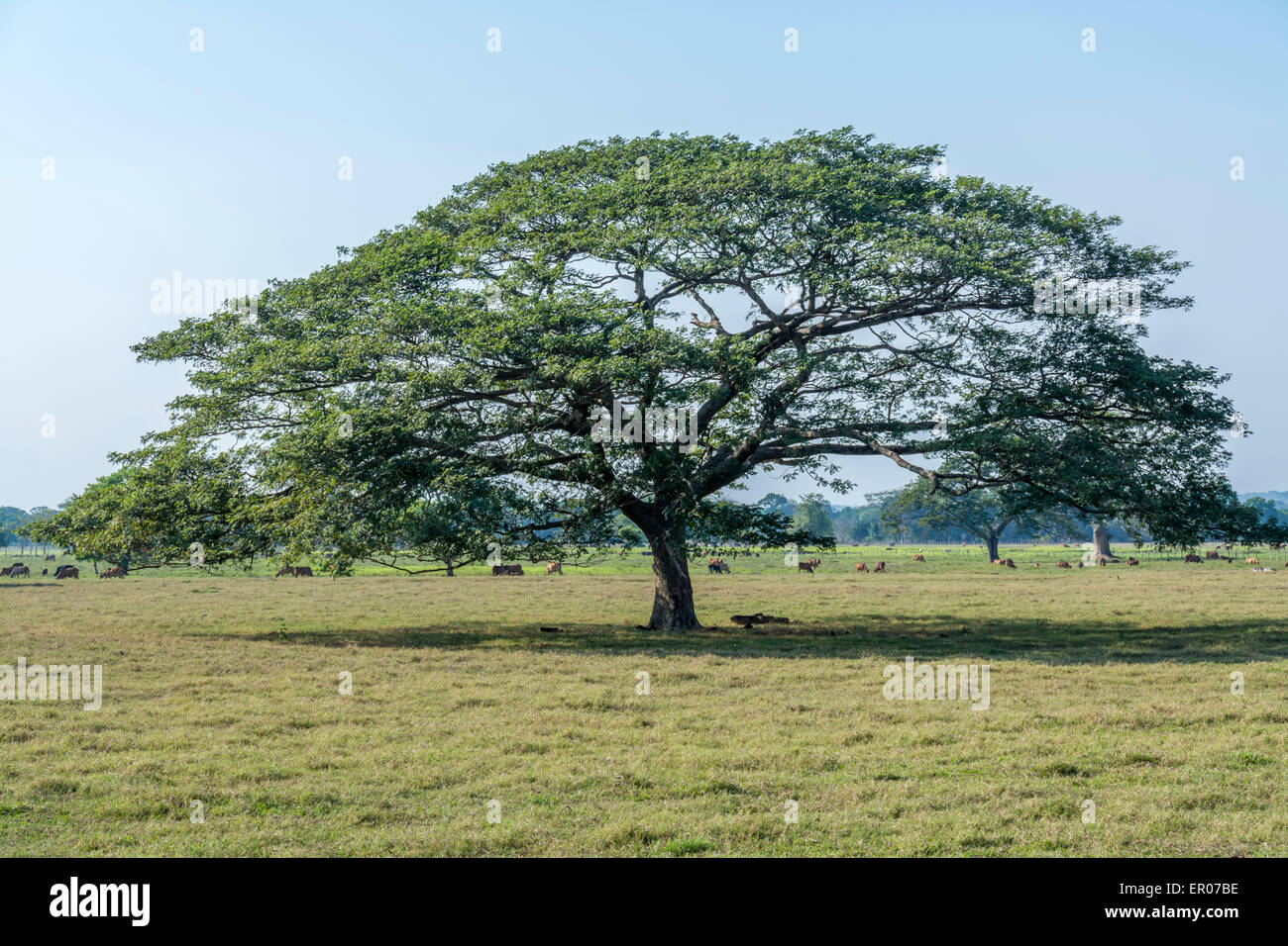 Rain tree in a field in southern Guatemala Stock Photo - Alamy