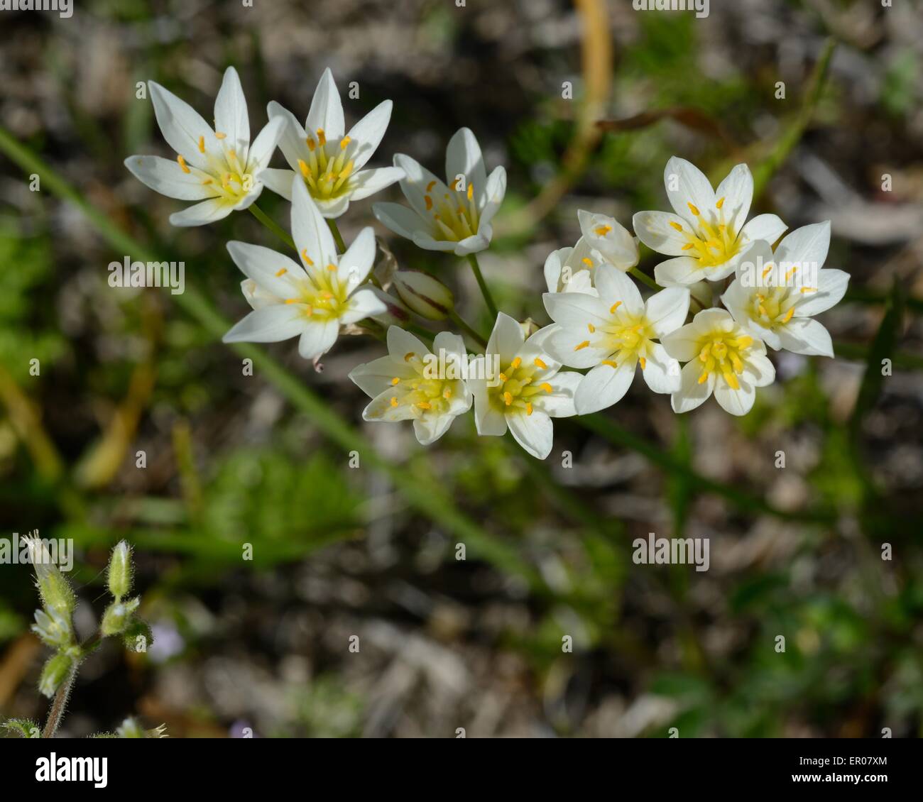 Nothoscordum bivalve, Crow poison Stock Photo - Alamy