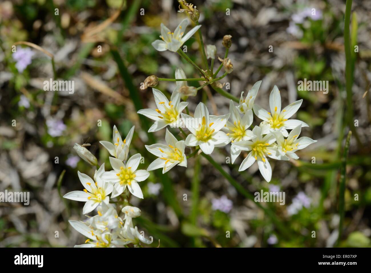 Nothoscordum bivalve, Crow poison Stock Photo - Alamy